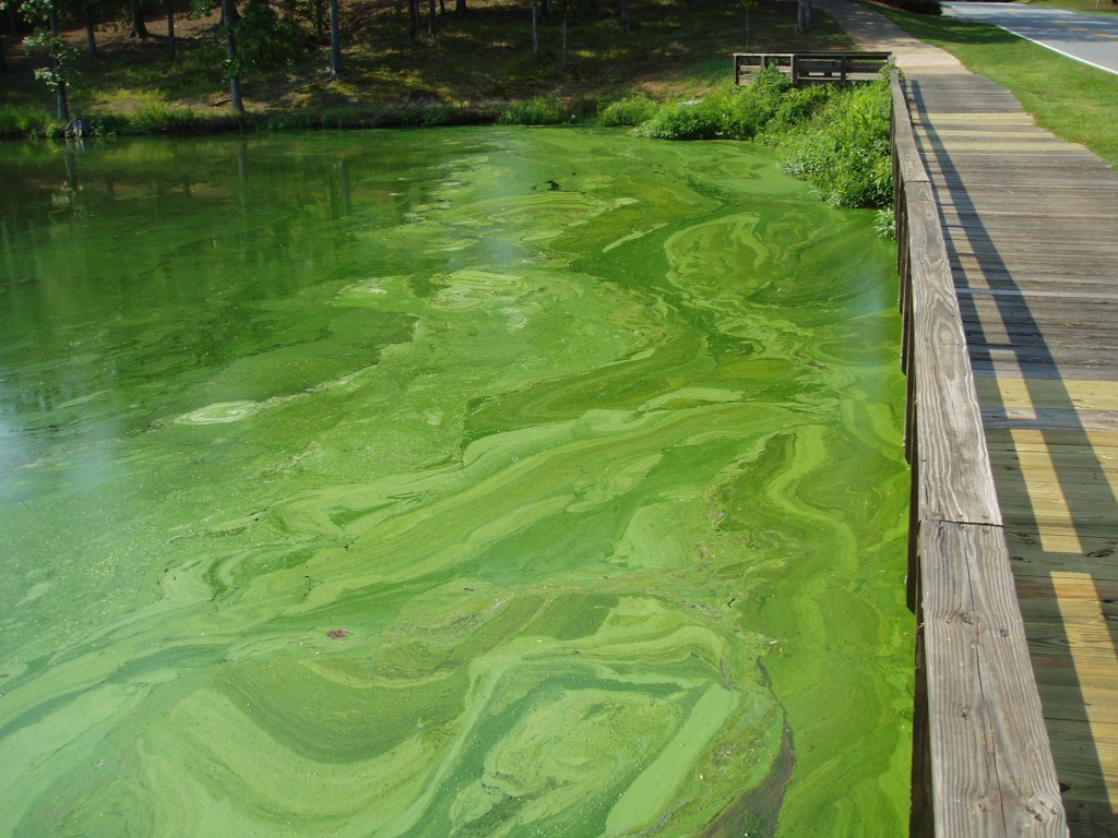 Public To Help Track Algal Blooms Through Social Media