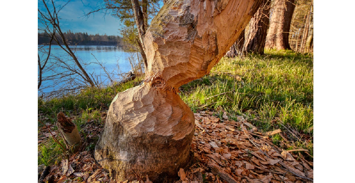 Study: Beavers Transform Forests into Wetlands Over Many Decades ...