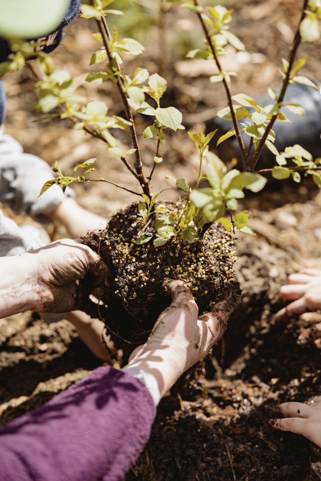 First-of-Its-Kind ‘Pocket Forest’ Planted in New York City - Stormwater ...